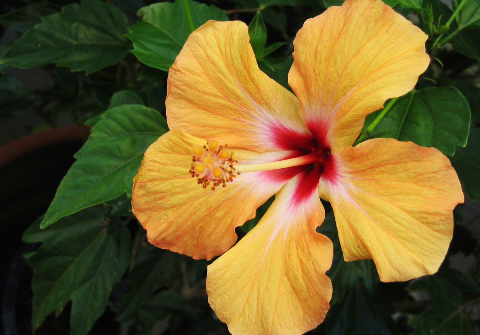 Flowers Name In Marathi Fulanchi Nave In Marathi 