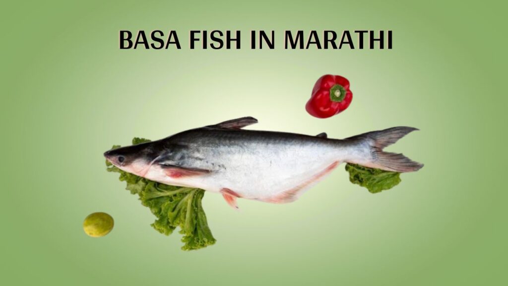 बासा मासा म्हणजे काय ? Basa Fish benefits in marathi | Basa Fish in marathi