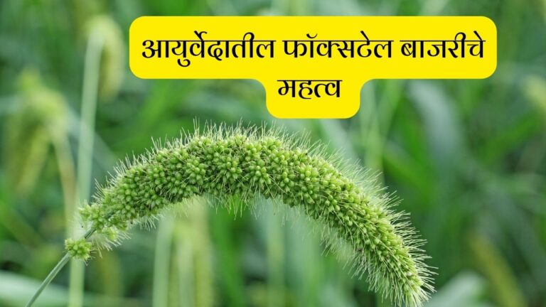 Foxtail millet in Marathi - फॉक्सटेल मिलेट ला मराठीत काय बोलतात ...