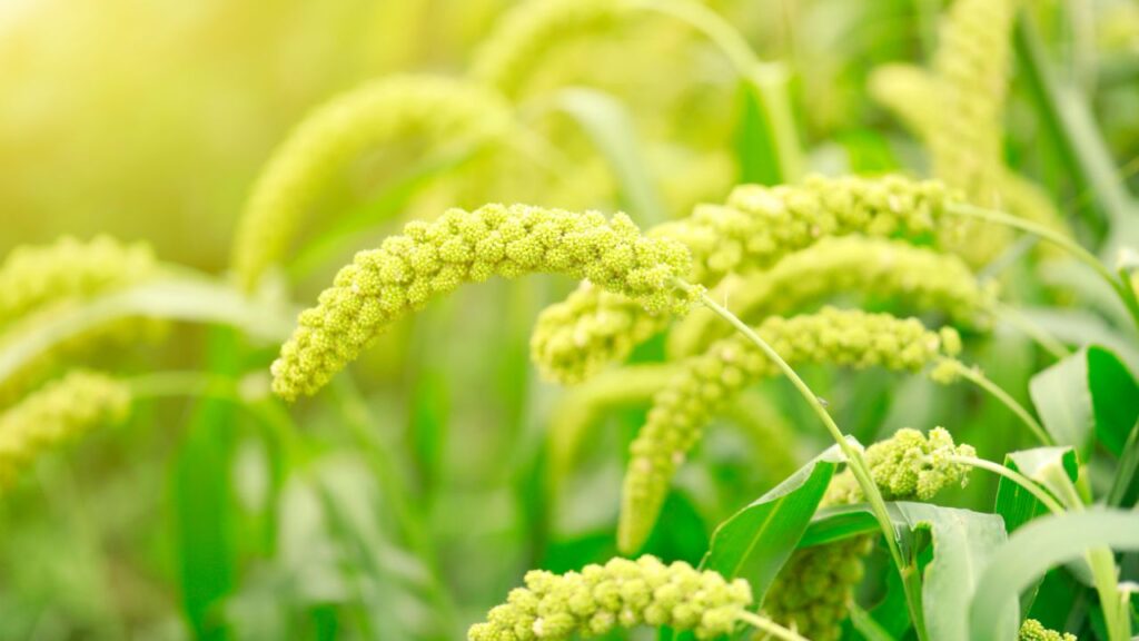 Foxtail millet in Marathi - फॉक्सटेल मिलेट ला मराठीत काय बोलतात ...