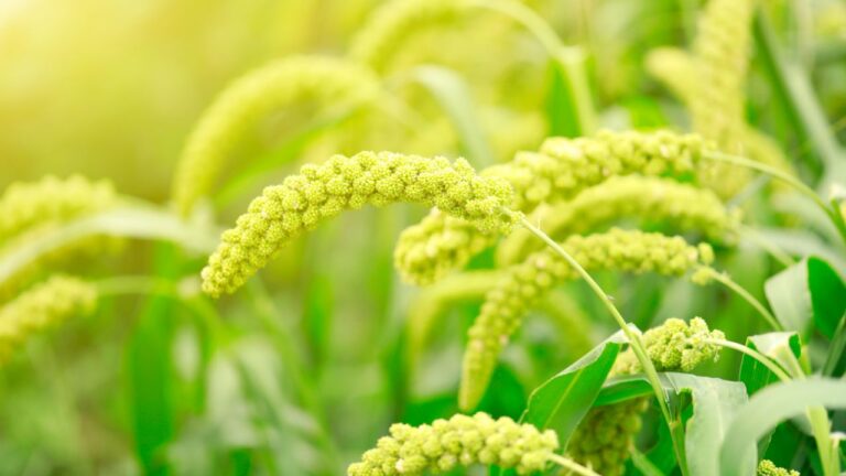 Foxtail millet in Marathi - फॉक्सटेल मिलेट ला मराठीत काय बोलतात ...