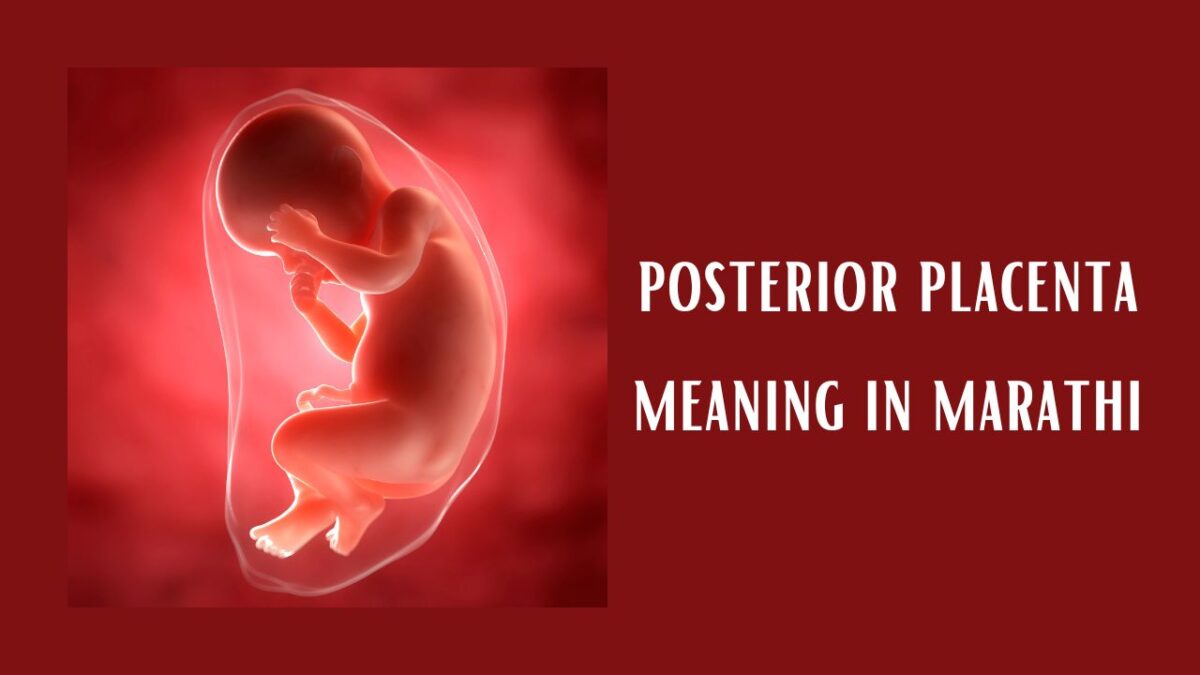 Posterior Placenta Meaning in Marathi - पोस्टरियर प्लेसेंटाचा मराठीत अर्थ