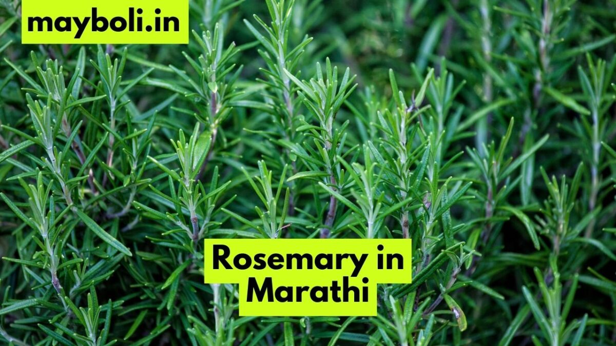 Rosemary In Marathi 