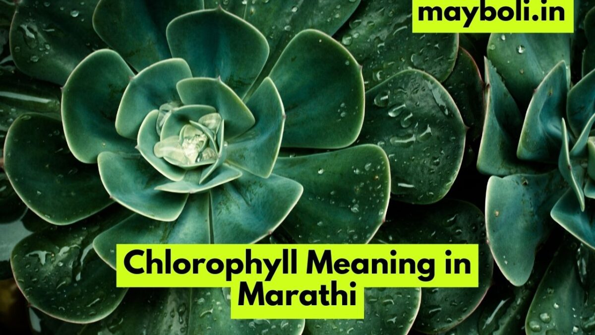 Chlorophyll Meaning in Marathi - क्लोरोफिलचा मराठीत अर्थ व व्याख्या