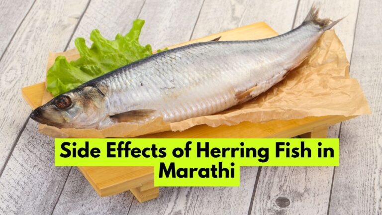 Herring Fish in Marathi - हेरिंग माशाला मराठीत काय म्हणतात? - Mayboli.in