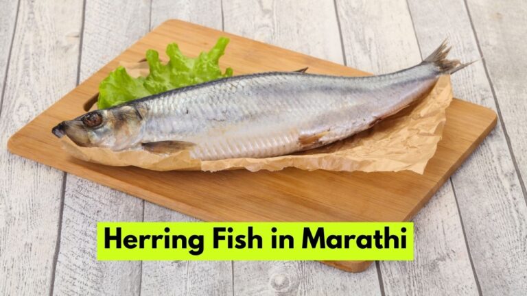 Herring Fish in Marathi - हेरिंग माशाला मराठीत काय म्हणतात? - Mayboli.in